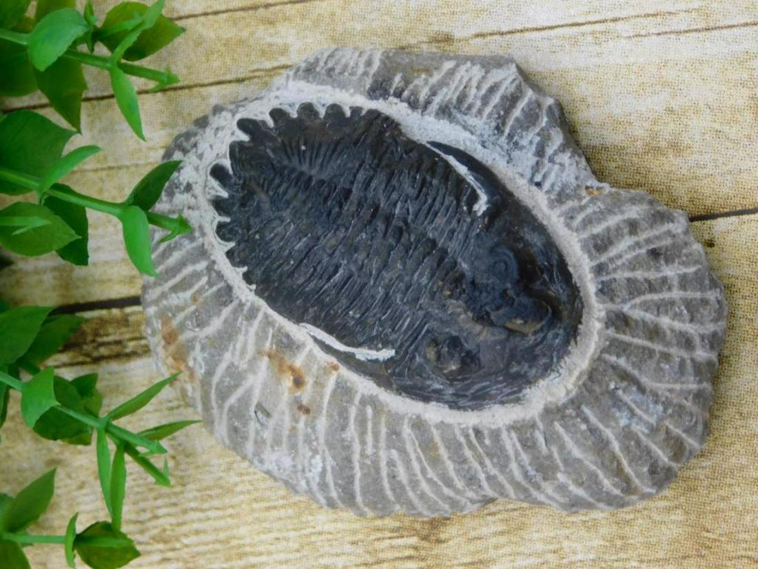 Trilobite Fossil Rock Stone Lapidary Specimen