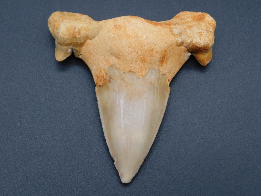 Shark Tooth Rock Stone Lapidary Specimen Auction