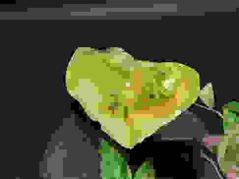 Rare Manhattan Project Glass Leaded From The Manhattan Project World ...