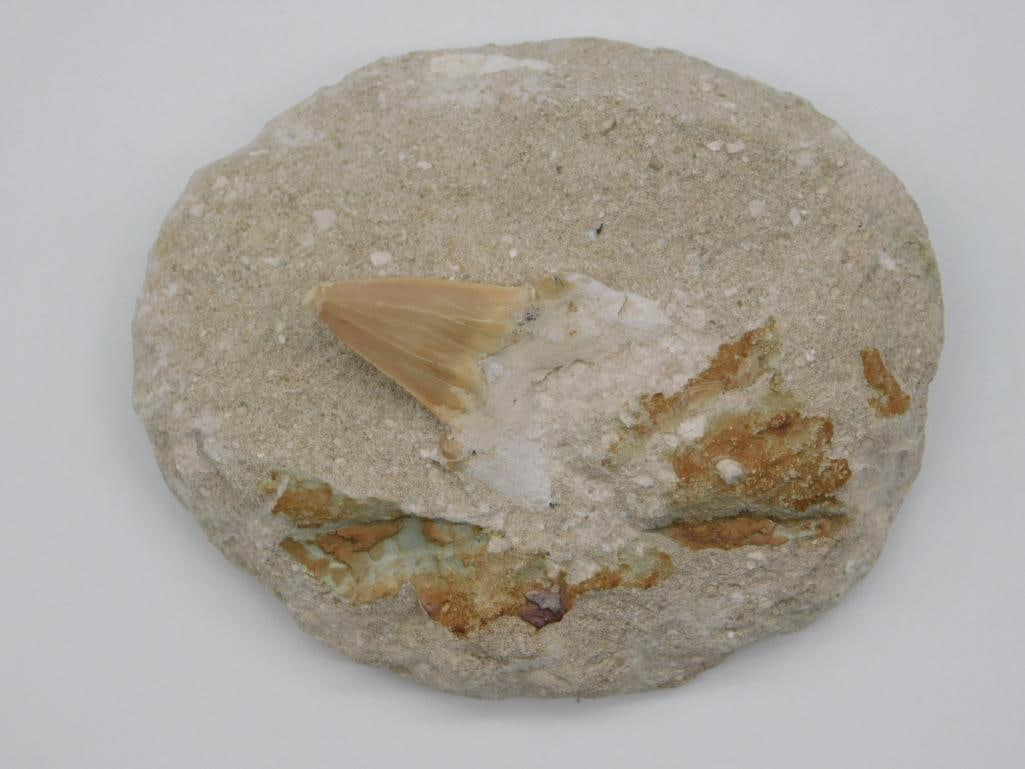 Shark Tooth In Matrix Rock Stone Lapidary Specimen Auction