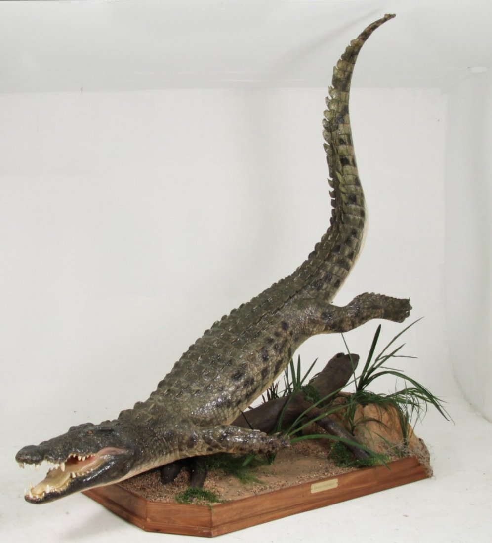 NILE CROCODILE FULL BODY MOUNT TAXIDERMY