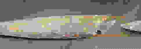 Native American Indian Large Arrowhead Auction