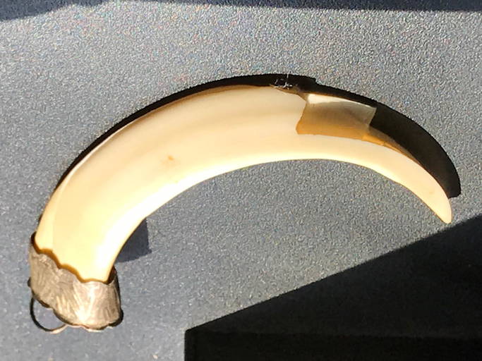 Antique Tiger's Tooth Pendant