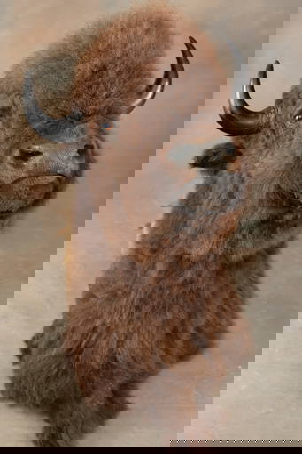 Massive Bull Buffalo Chest Mount, With Original Horn Tips, Measures 44 ...