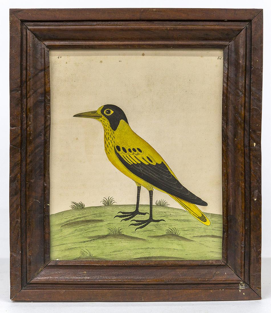 Hand Color Engraving Of Bird