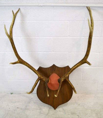 Large Mounted Elk Antlers
