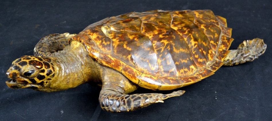 Antique Turtle Taxidermy Mount Sea Turtle Taxidermy