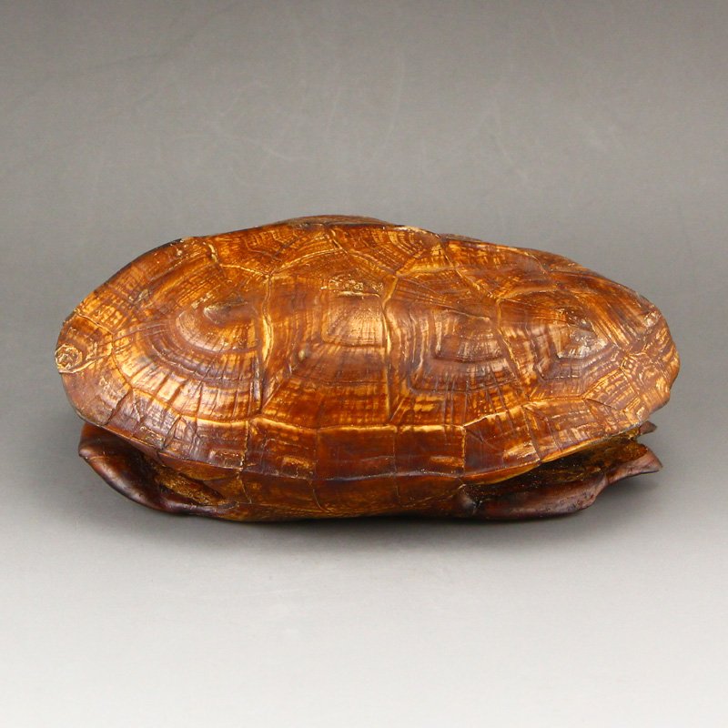 Vintage Chinese Horn Carved Divination Turtle Shell