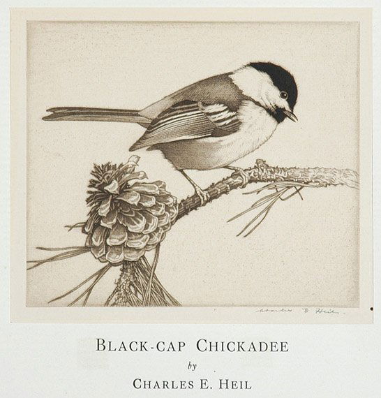 Charles Emile Heil Black Cap Chickadee; Chickadee