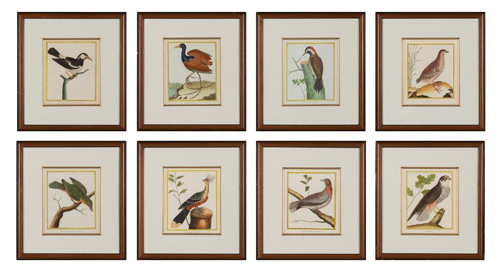 After François Nicolas Martinet [bird Studies]