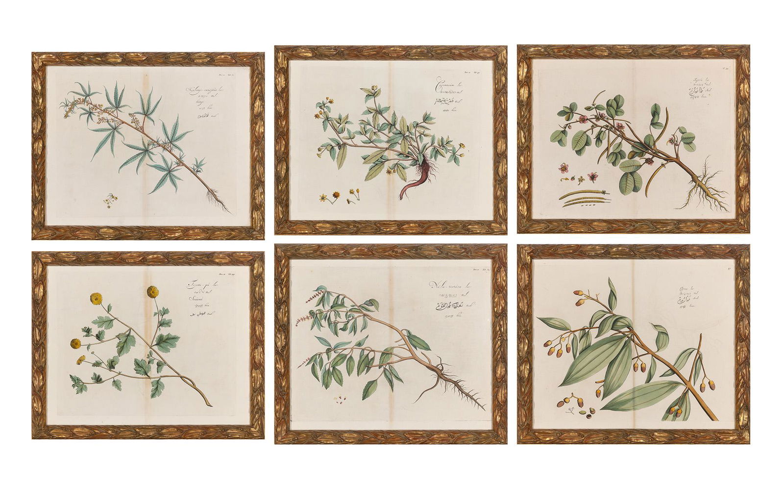 Hendrick Adriaan Van Rheede [plant Studies] Six Hand Colored Engravings ...