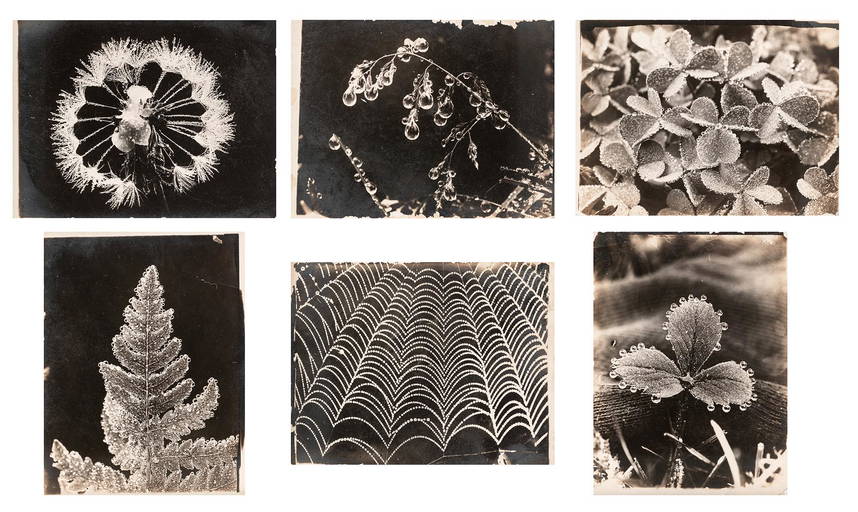 BENTLEY, WILSON A. (1865-1931) Six microphotographic studies of ...
