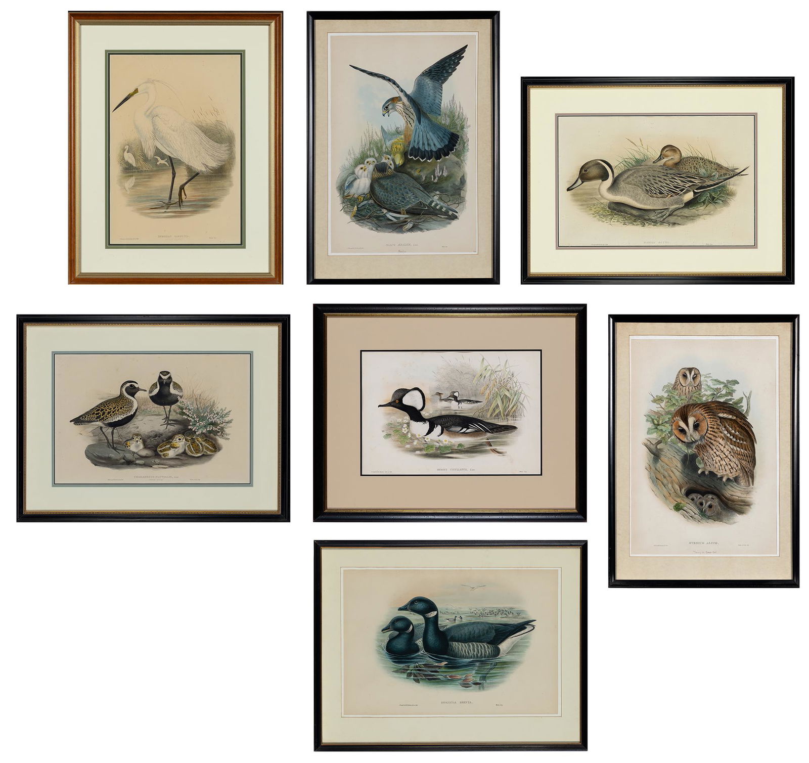 John Gould, Publisher [bird Studies] Seven H-c Lithographs By H.c ...