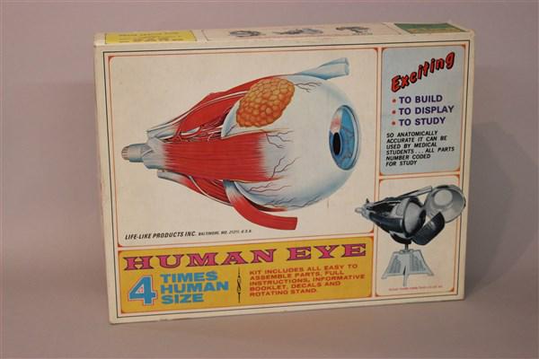 Vintage Life-Like Human Eye Model Kit - Oct 28, 2019 | Flannery's ...