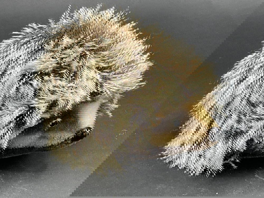 Steiff Hedgehog Auction