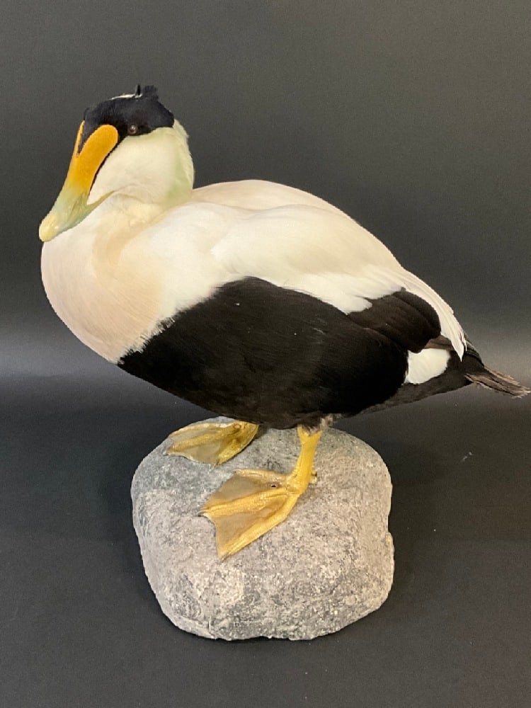 Common Eider Bird Taxidermy Mount Auction