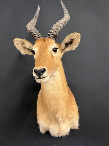 African Puku Taxidermy Mount