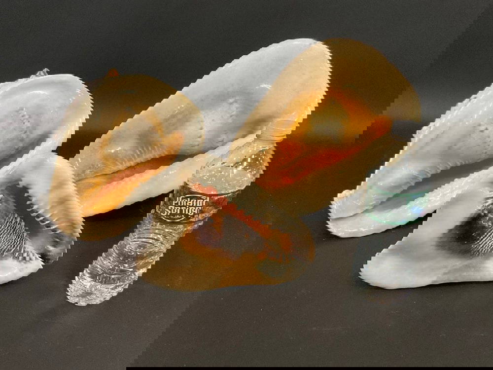 Three (3) Large Conch Shells - Jul 28, 2025 | Flannery's Estate ...