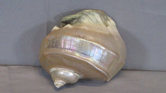 Engraved Conch Shell With The Tomb Of George Washington Auction