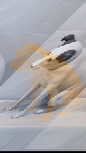 Older 14" Plaster Victor Nipper With Glass Eyes Auction