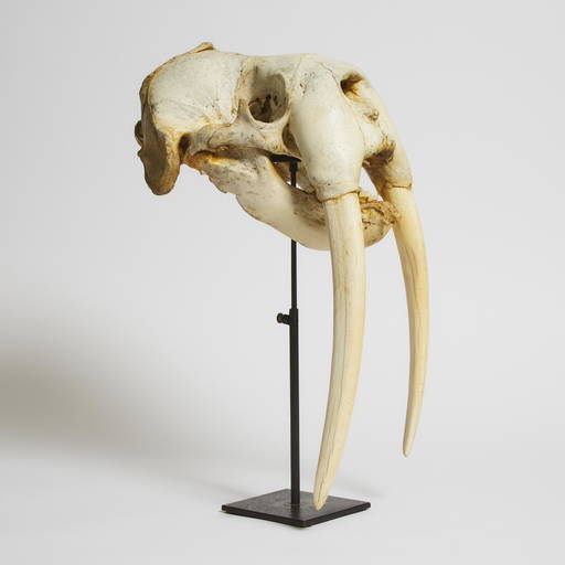 Bull Walrus (odobenus Rosmarus) Skull, Jaw Bone And Tusks,
