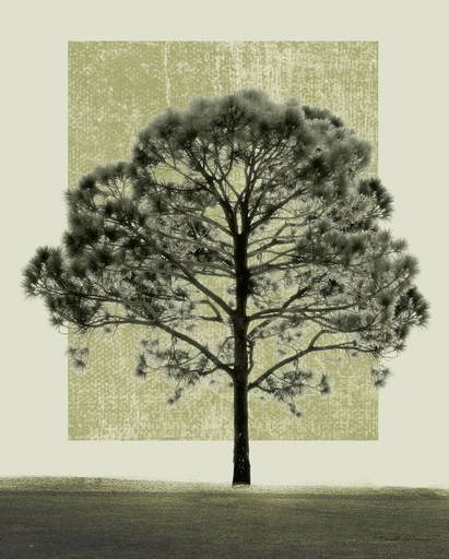 Harold Silverman. Nature’s Shapes I