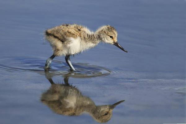 Martin Woike Pied Avocet Chick Foraging, Texel