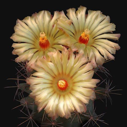 Richard Reynolds Scheer's Cory Cactus