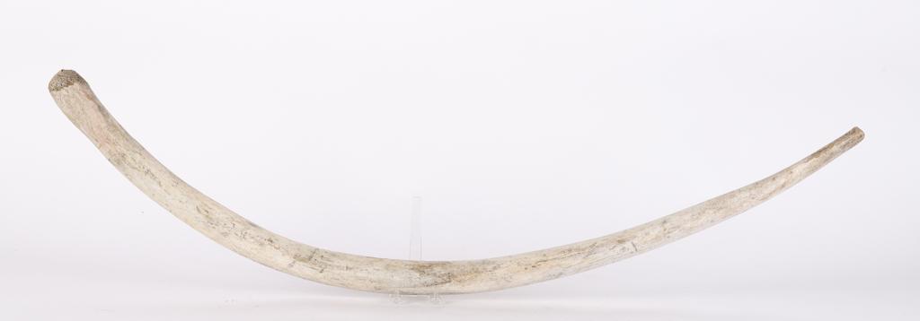 Wooley Mammoth Or Mastodon Rib