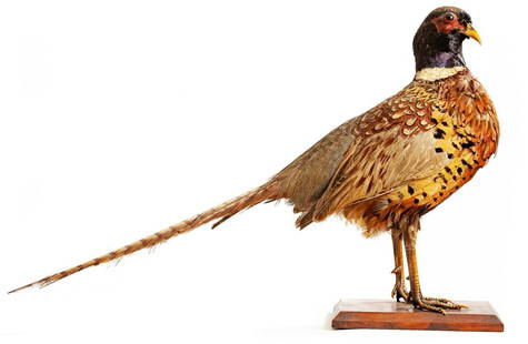2 Taxidermy Pheasants