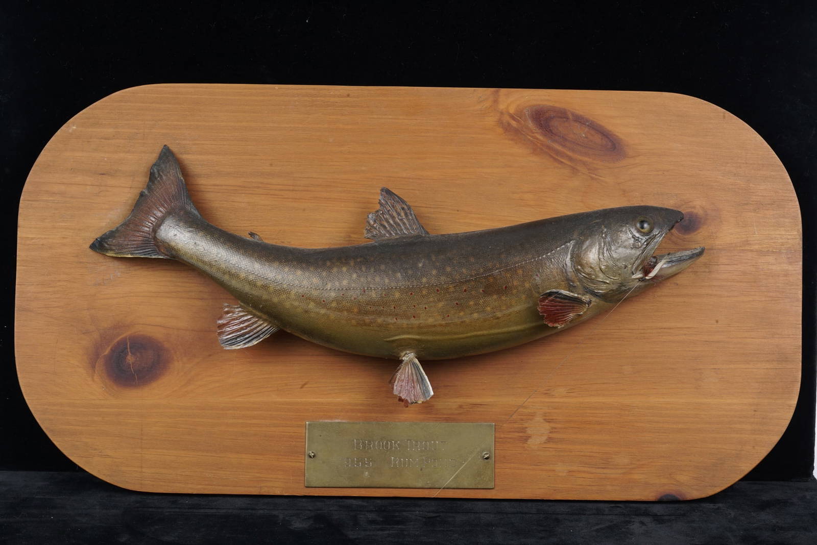 1955 Brook Trout Trophy By Clifford H. Parke Auction
