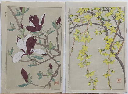 Kawarazaki Shodo Magnolia