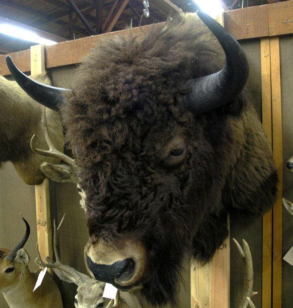 96: Stuffed Bison head - Mar 31, 2007 | Clars Auction Gallery in CA