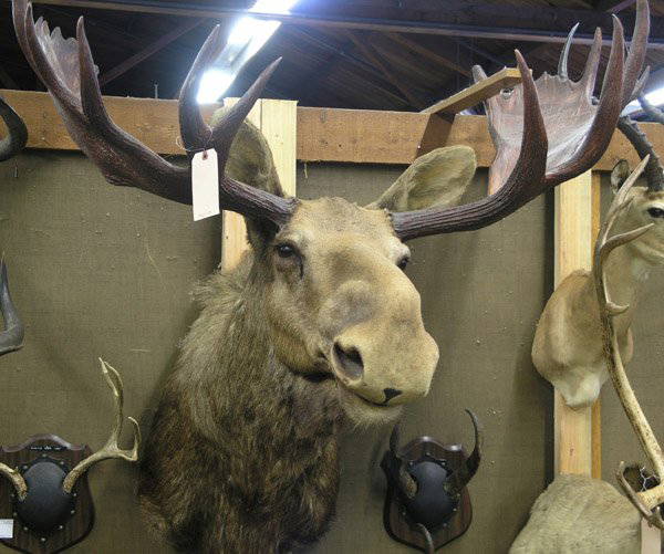 Monumental Alaskan Bull Moose Trophy