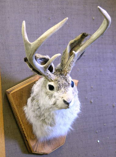 Jackalope With Framed Hunting Permit