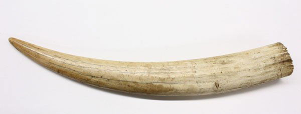 6479: Raw ivory walrus tusk, circa 1920