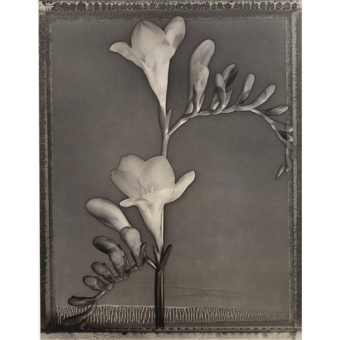 Photograph, Tom Baril Auction