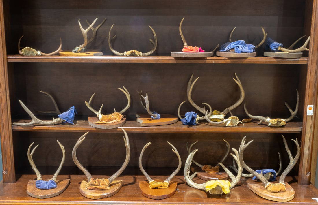 A Collection Of Twenty Deer Antlers Auction