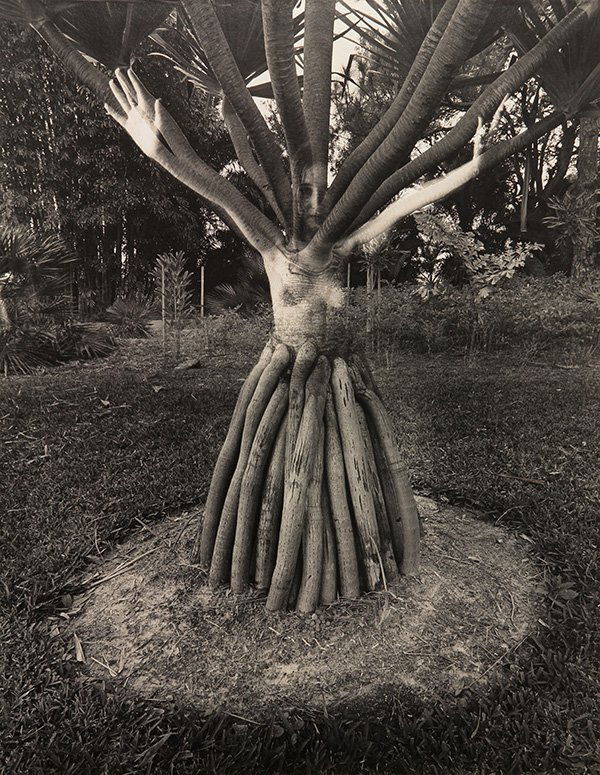 Photograph, Jerry Uelsmann, Untitled, 1978