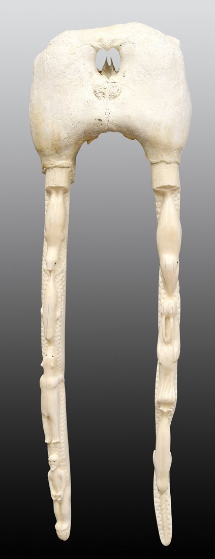 Large Inuit walrus skull with scrimshaw tusks carved by