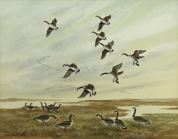 Paintings, Angus Shortt
