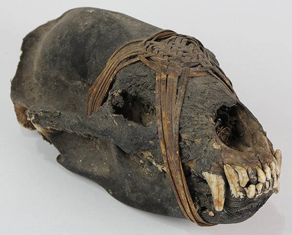 Dayak Animal Skull Trophy