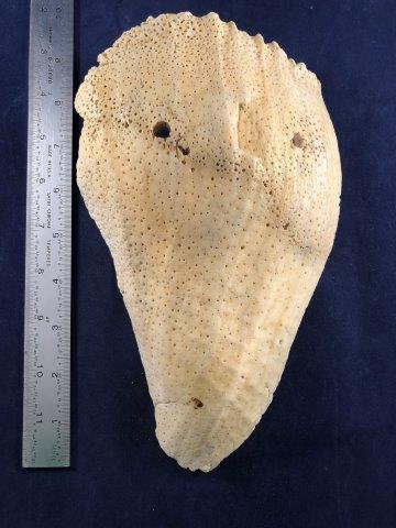 Conch Shell Death Mask Indian Artifact