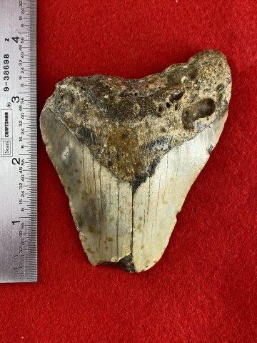 Fossilized Shark Tooth Indian Artifact Arrowhead Auction