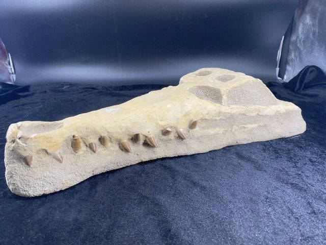 Alligator Fossil Auction