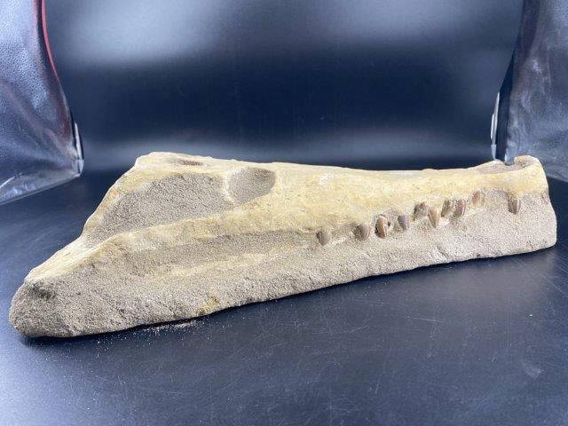 Large Alligator Fossil Major Restoration