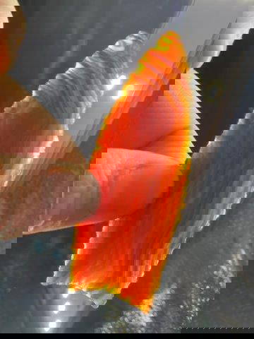 Obsidian Clovis From Colorado Indian Artifact Arrowhead Auction