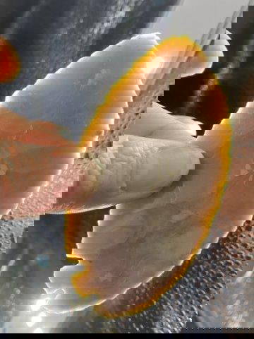 Edwards Chert Tang Knife Indian Artifact Arrowhead