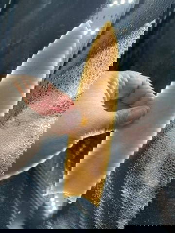 Very Nice Translucent Clovis Indian Artifact Arrowhead Auction