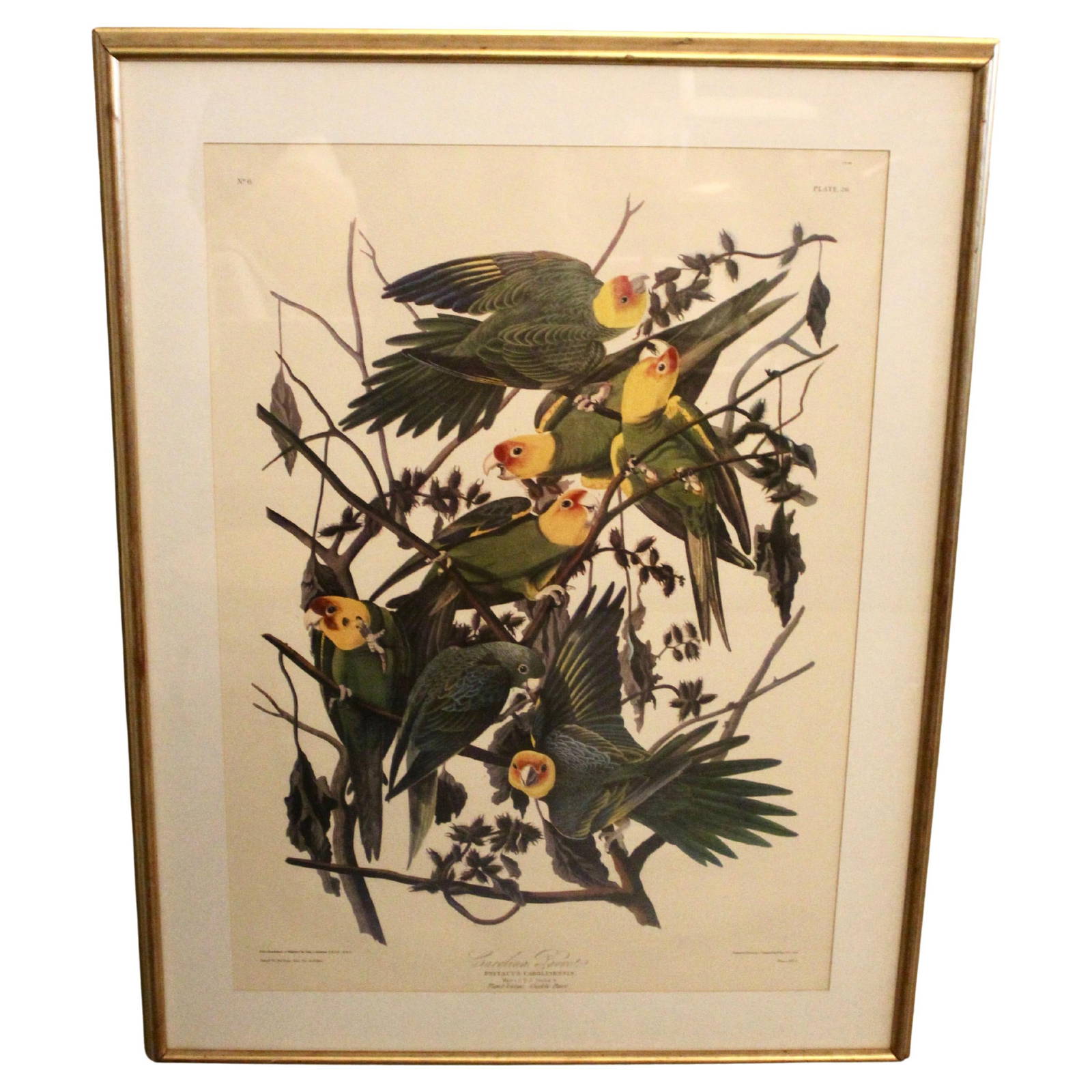 Antique Carolina Parrot Lithograph By John J. Audubon Auction